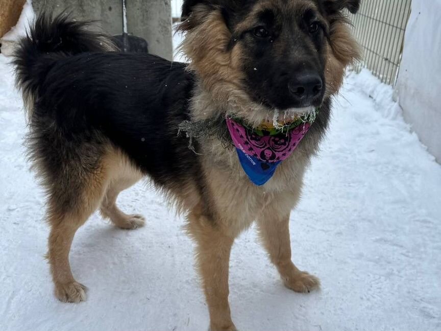 Щенок из приюта