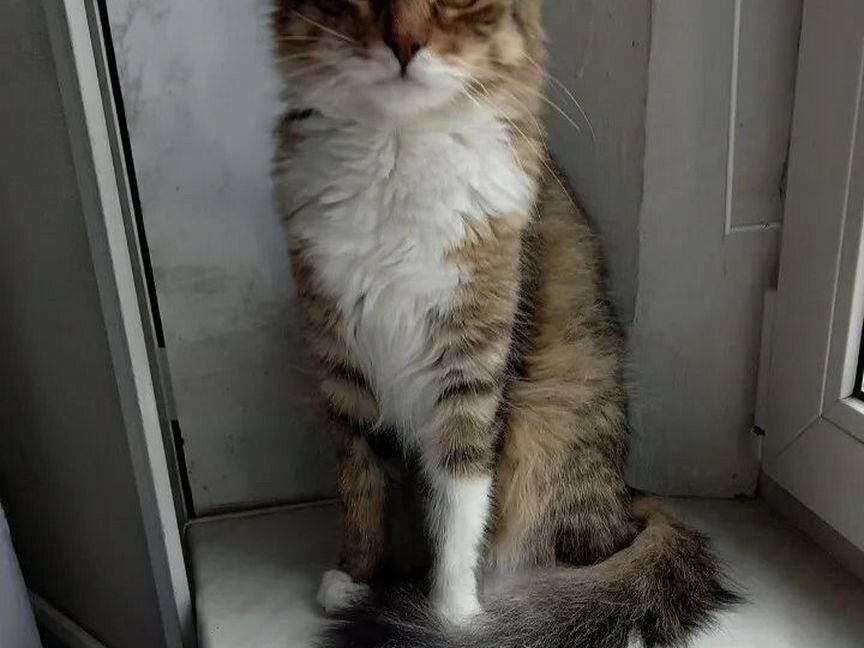 Кошечка брошенка в добрые руки бесплатно