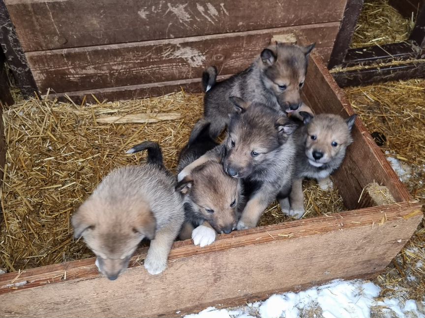 Щенки лайки зсл