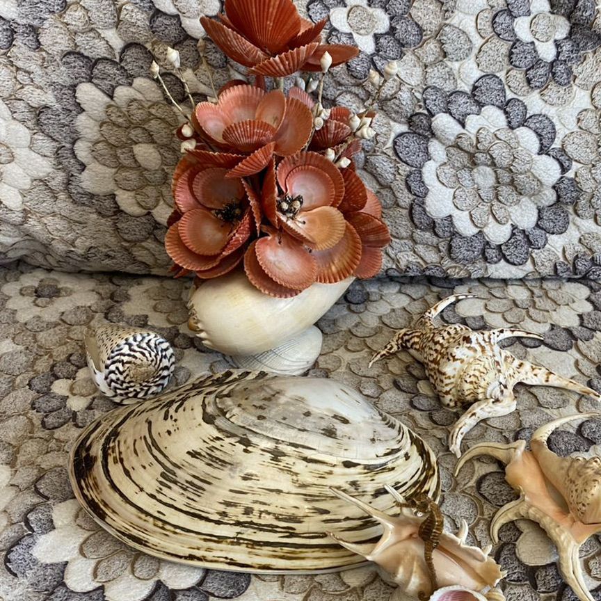 Морские ракушки раковины