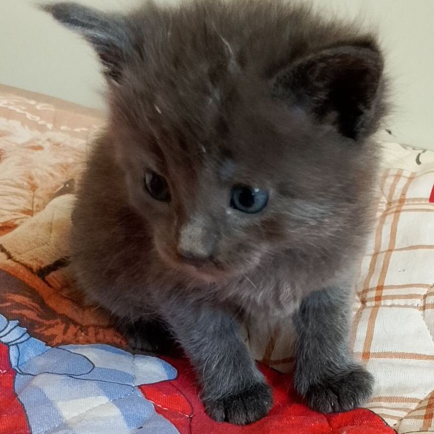 Шотландский прямоухий короткошёрстный котёнок