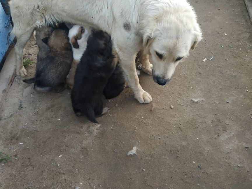 Собака в добрые руки щенок