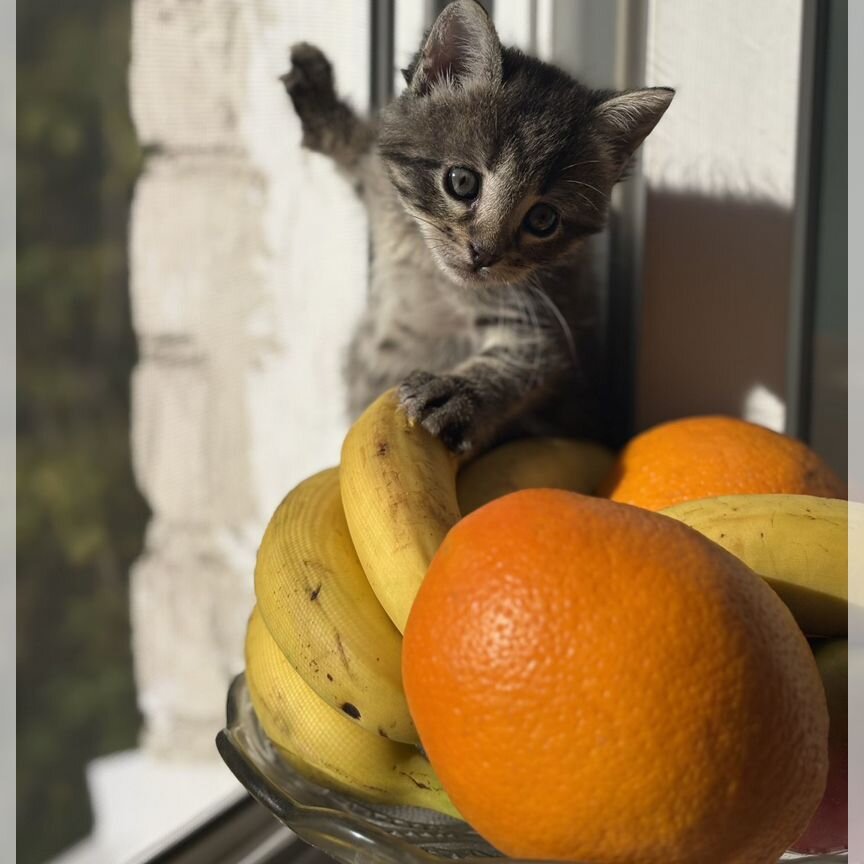 Котенок ищет семью