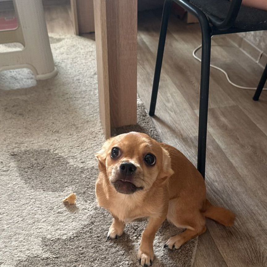 Щенок в добрые руки бесплатно маленькая порода