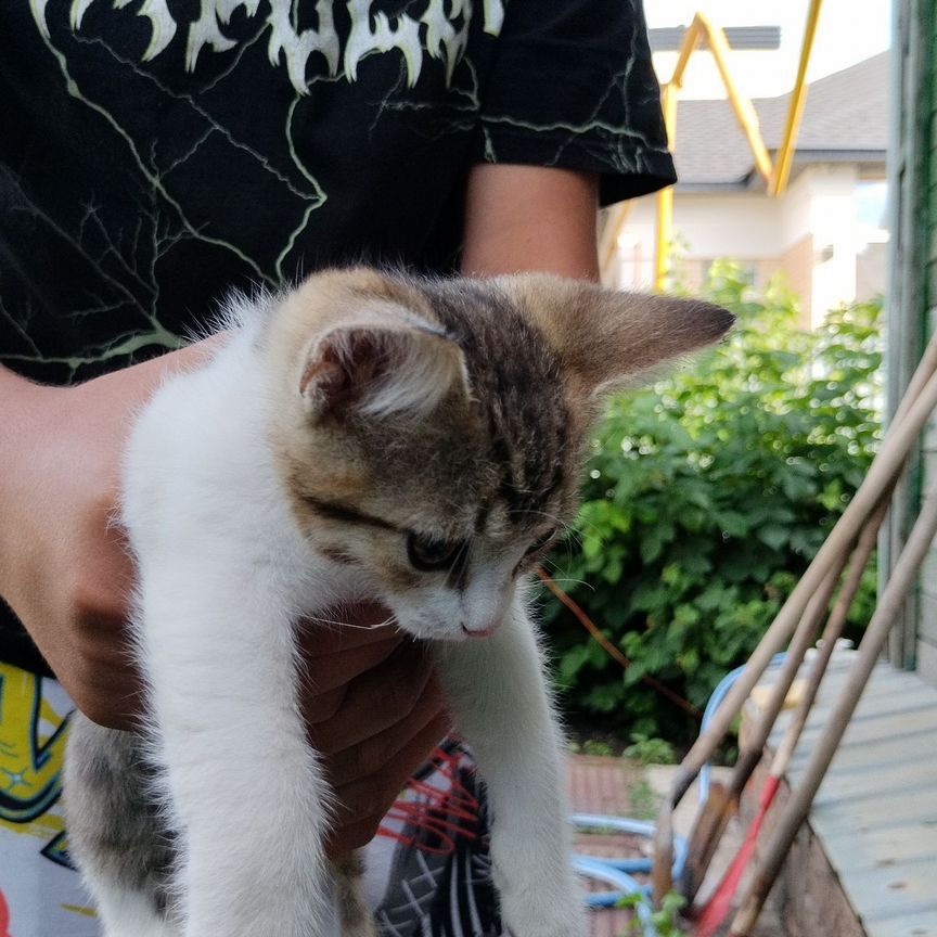 Кошка пародистая