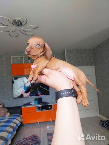 Мини таксята