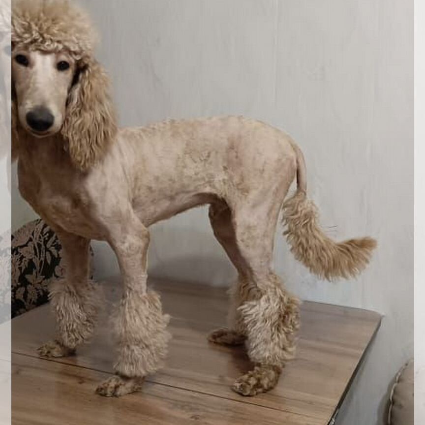 Собаки щенок большого пуделя