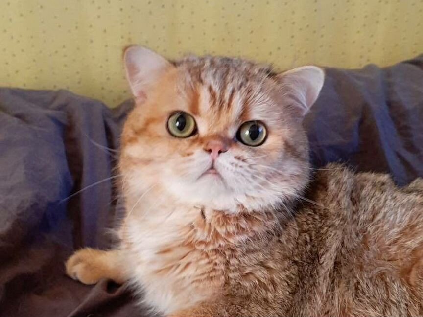 Шотландский котик в любимцы или разведение