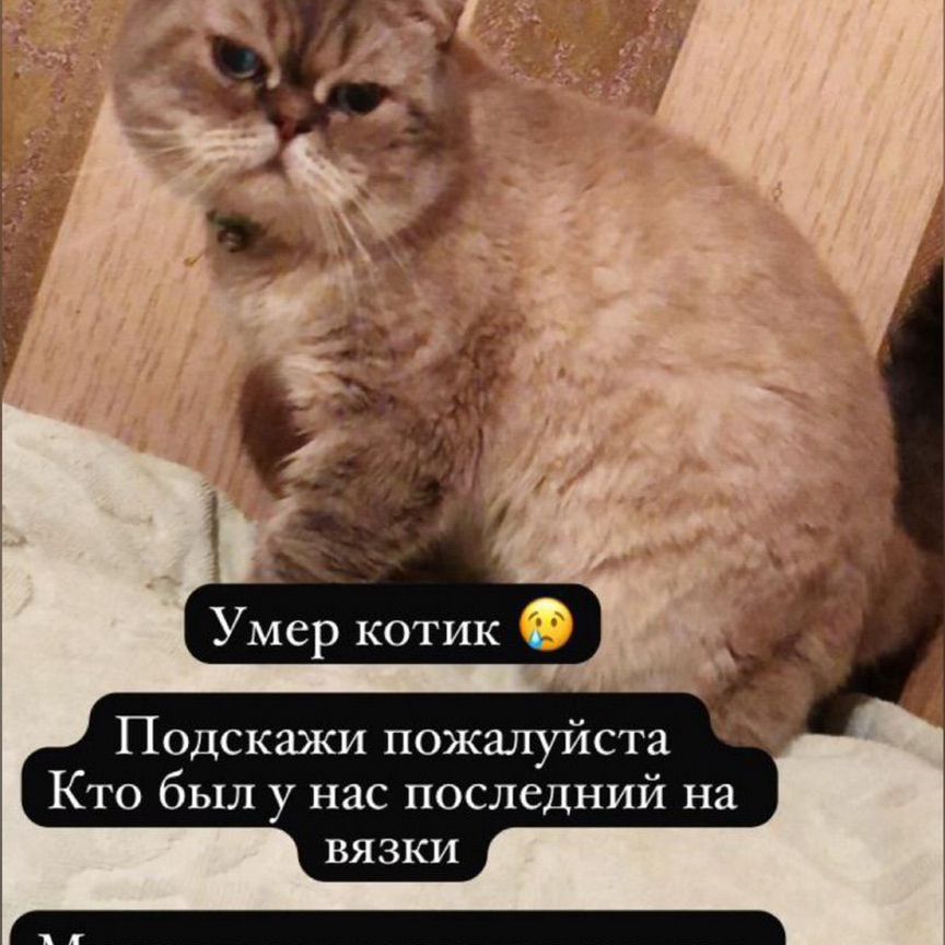 Ищу котенка