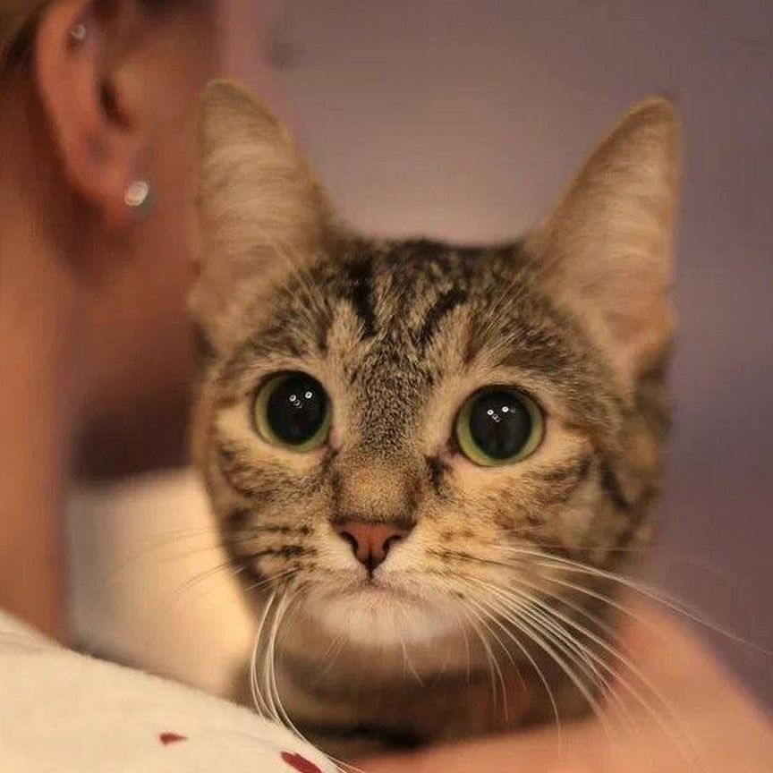 Кошке нужен новый любящий дом