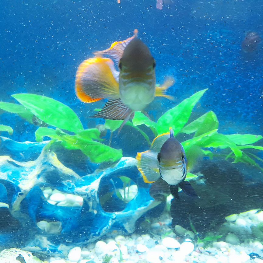 Акара бирюзовая - нерестящаяся пара