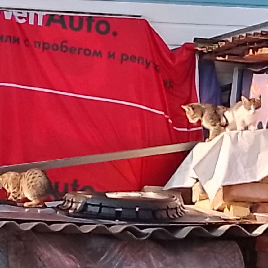 Отдам в хорошие руки котенка