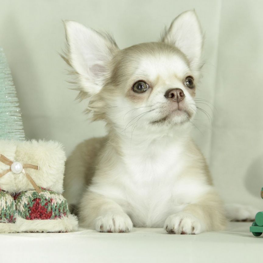 Чихуахуа, щенок