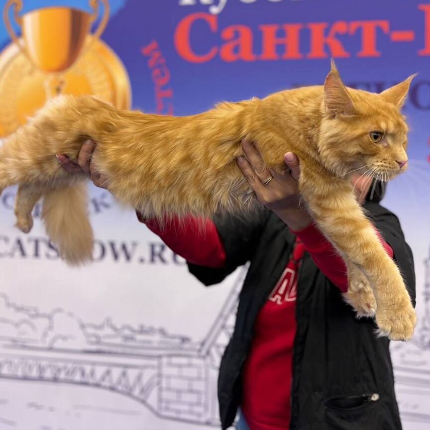 Котёнок, Мейн-кун, с документами