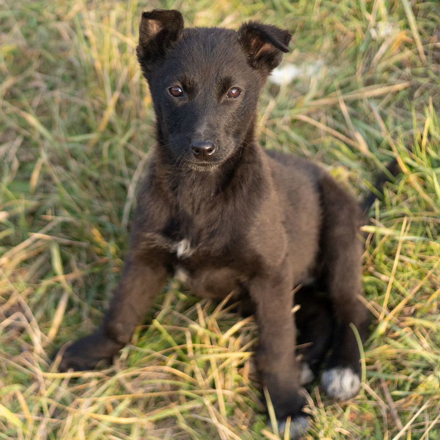 Щенок в добрые руки