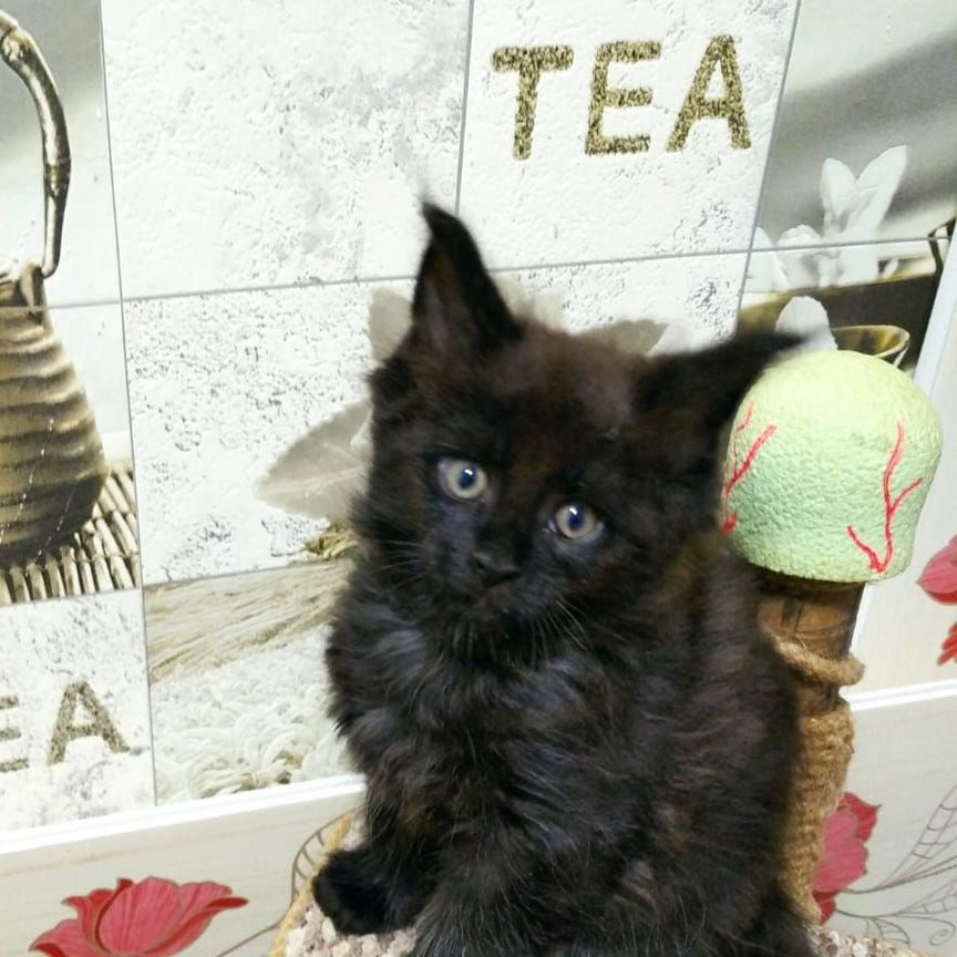 Котята мейн-кун