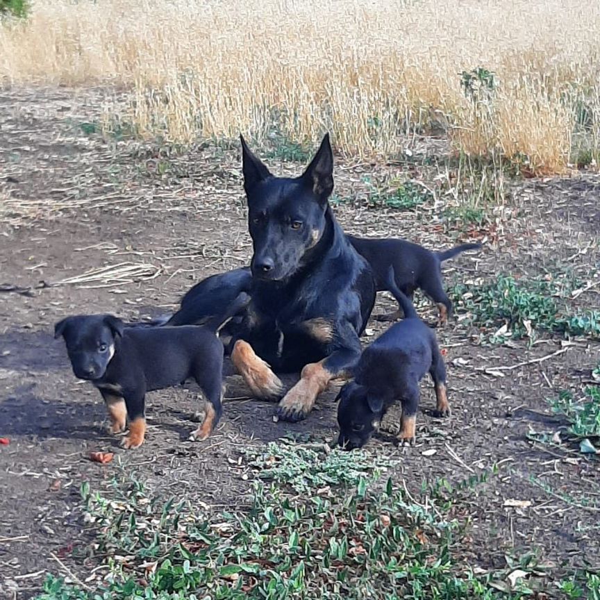 Щенки келпи