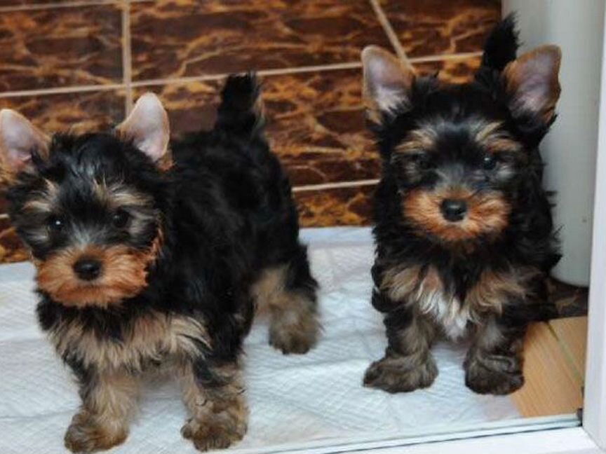 Щенки мини йоркА славные милые очаровашки мальчик