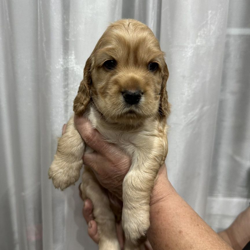 Английский кокер спаниель