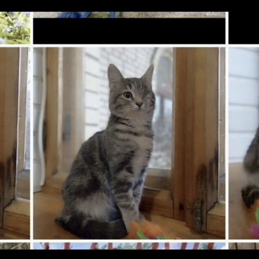 Котята в добрые руки особенный без глаза