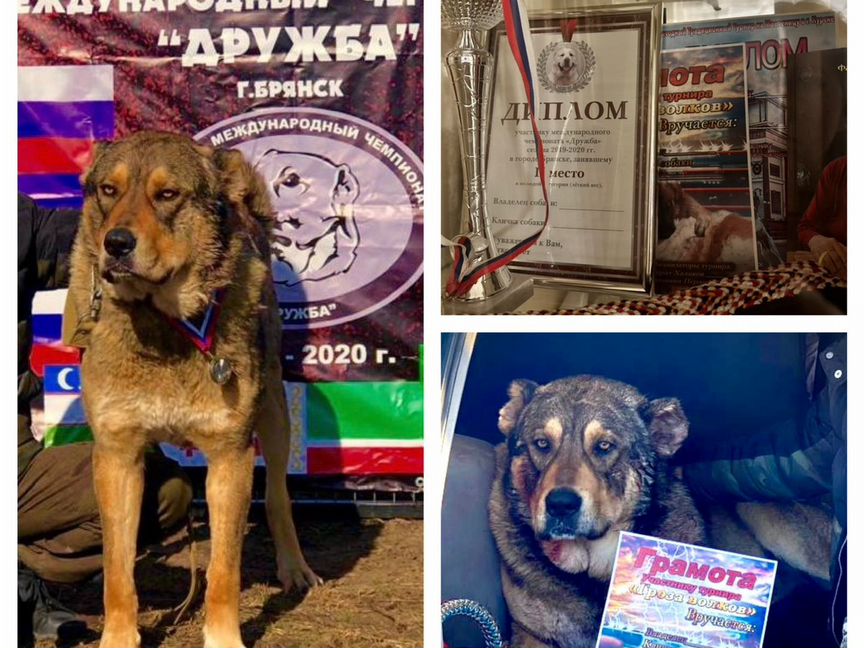 Щенки кавказского волкодава Лома