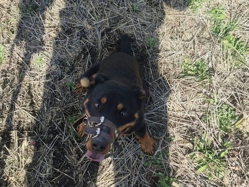 Немецкий ягдтерьер