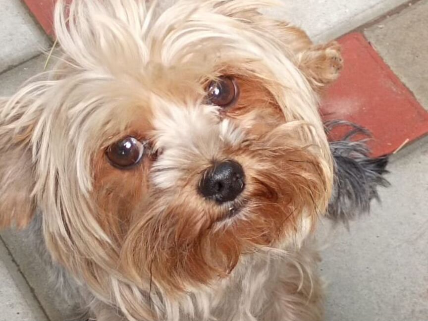 Йоркширский терьер