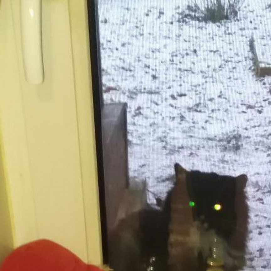 Кошечка подросток