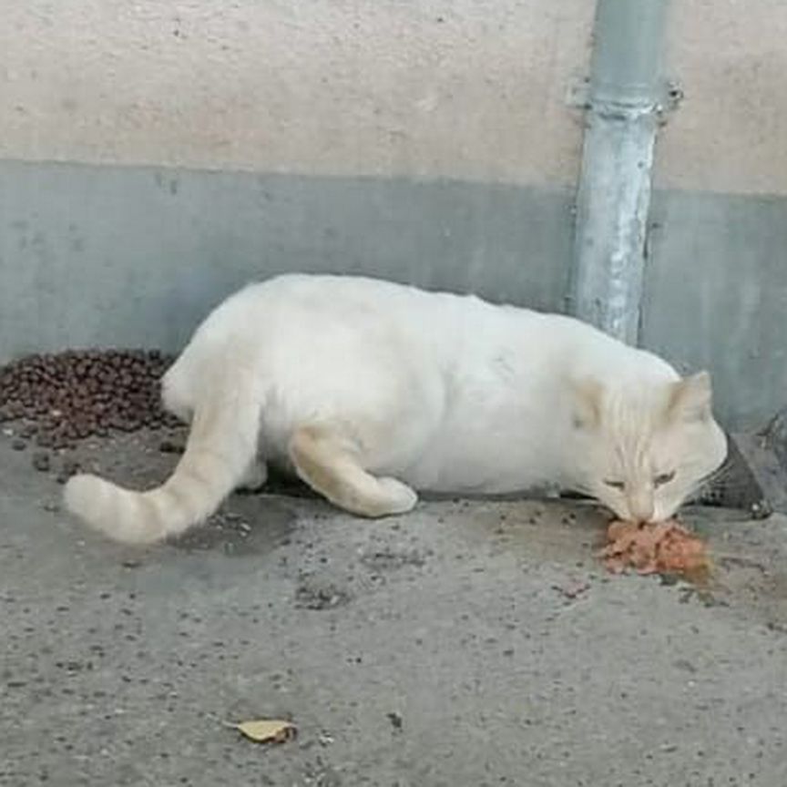 Кошки