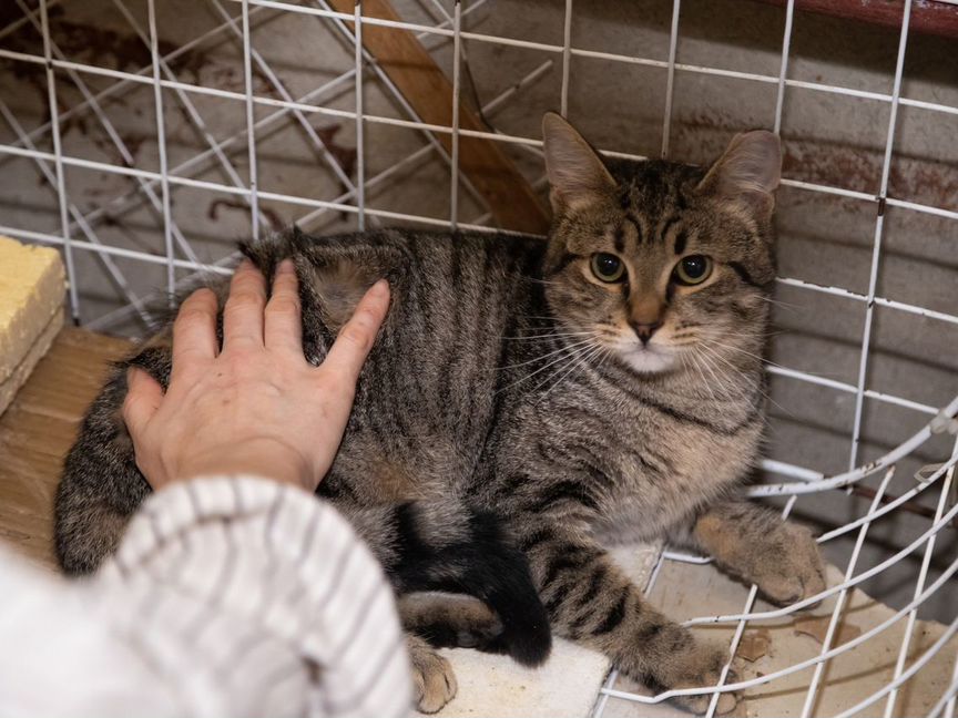 Котенок подросток Медок, кастрирован
