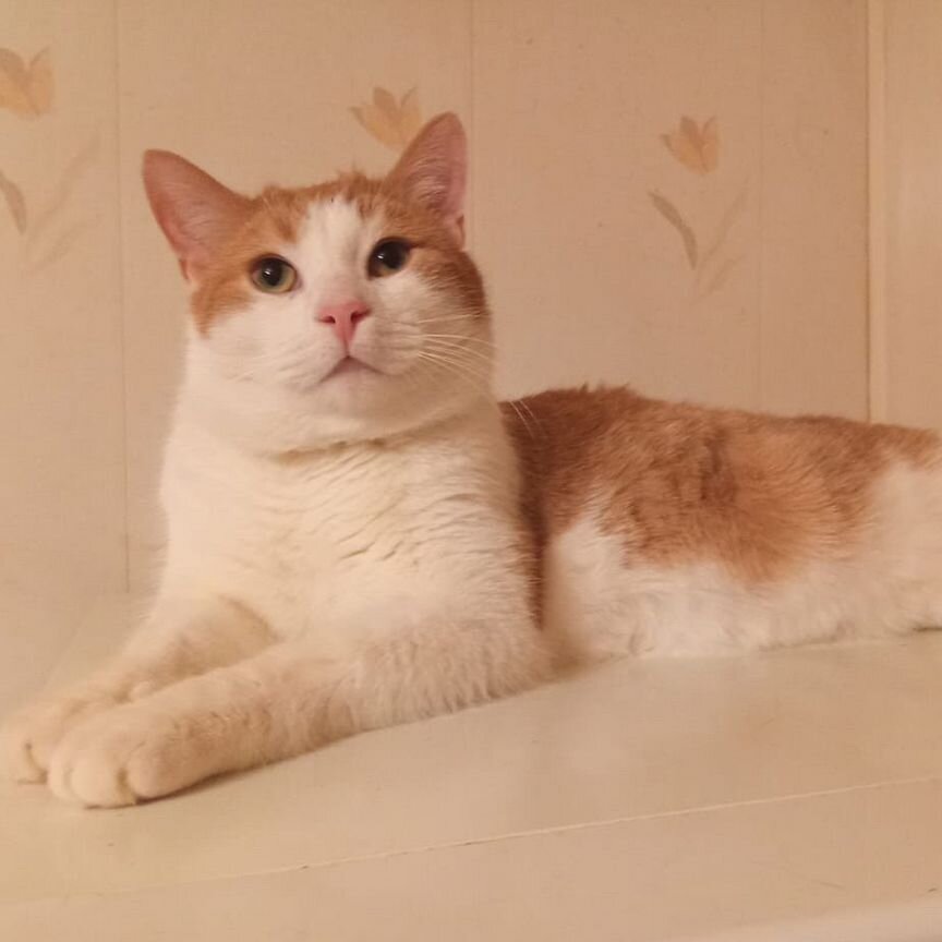 Кот Левушка