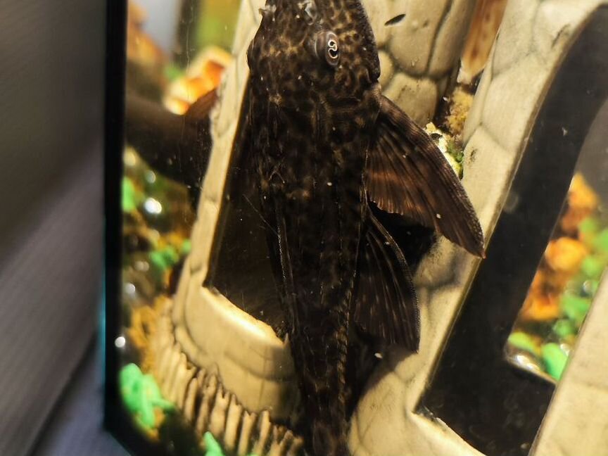 Отдам бесплатно двух сомиков в аквариум