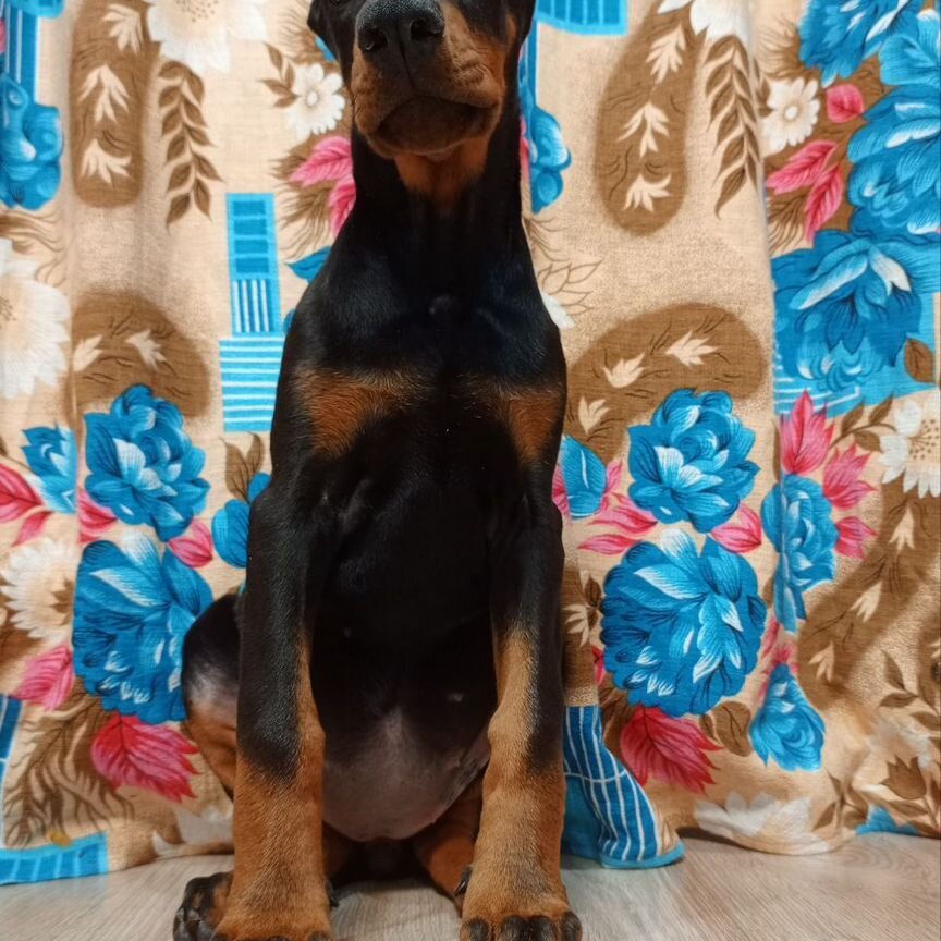 Доберманочка документы РКФ