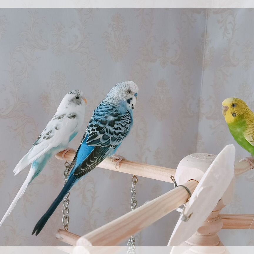 Волнистые попугаи