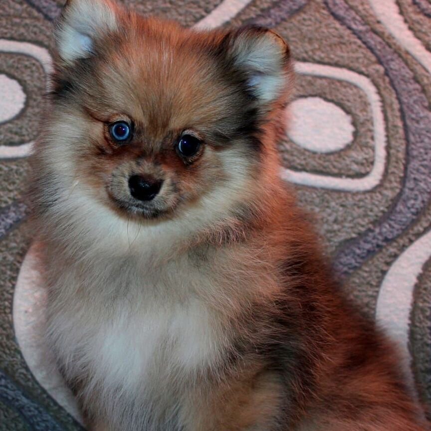 Немецкий шпиц, щенок