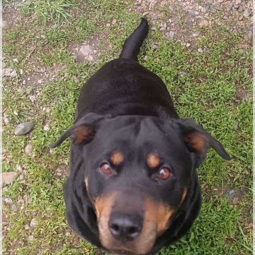 Взрослая собака в добрые руки