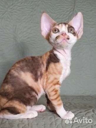 Девочка Девон рекс