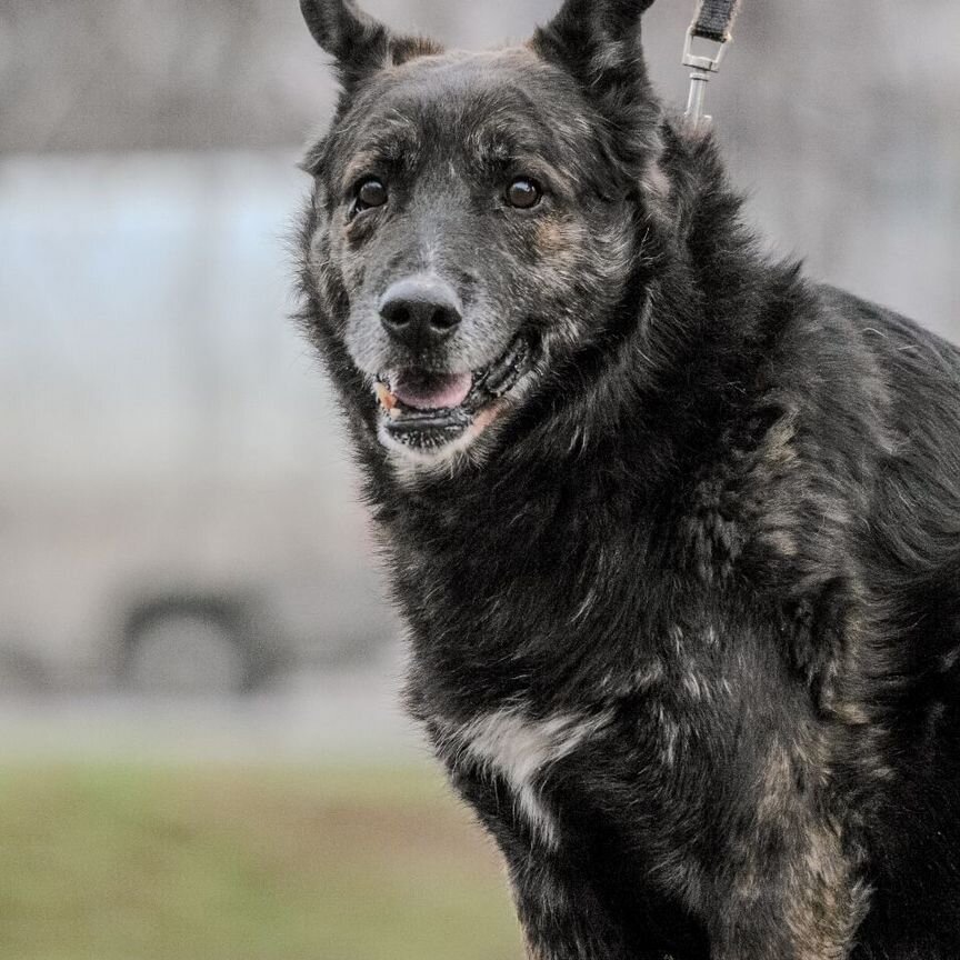 Старичок Потап, жертва людской жестокости