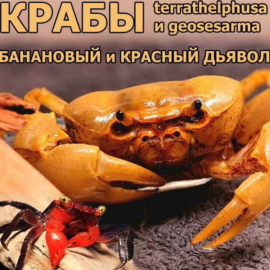 Крабы банановые и красные дьяволы
