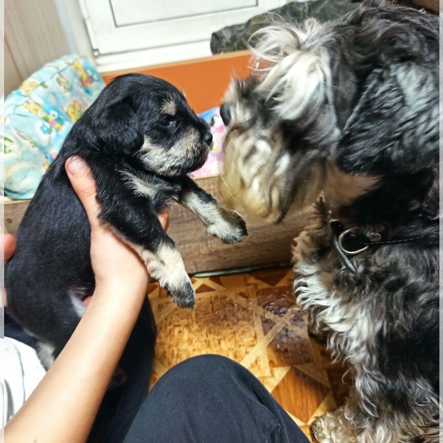 Цвергшнауцер, щенок