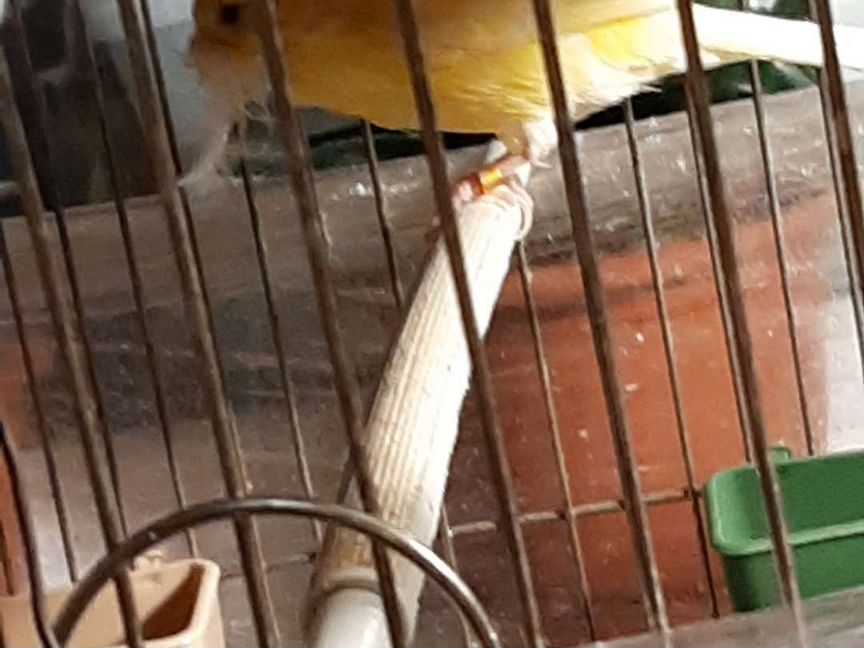 Кенара и канарейки