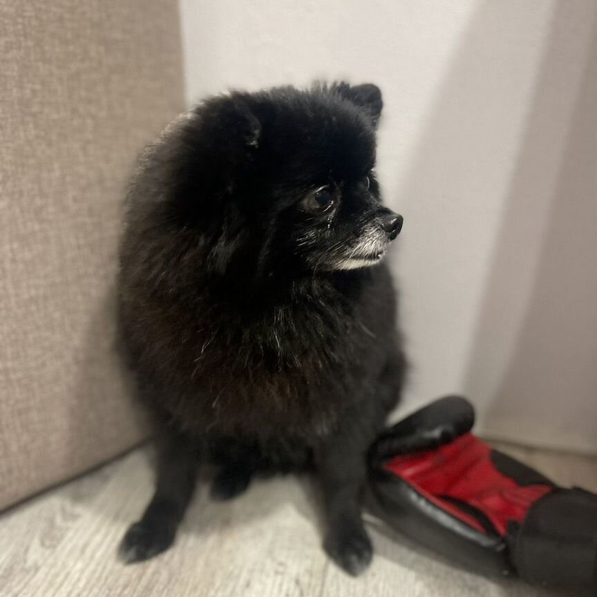 Немецкий шпиц девочка