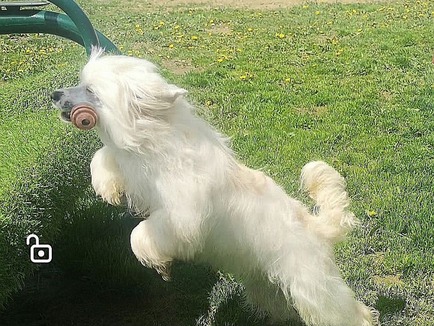 Собака Китайская хохлатая