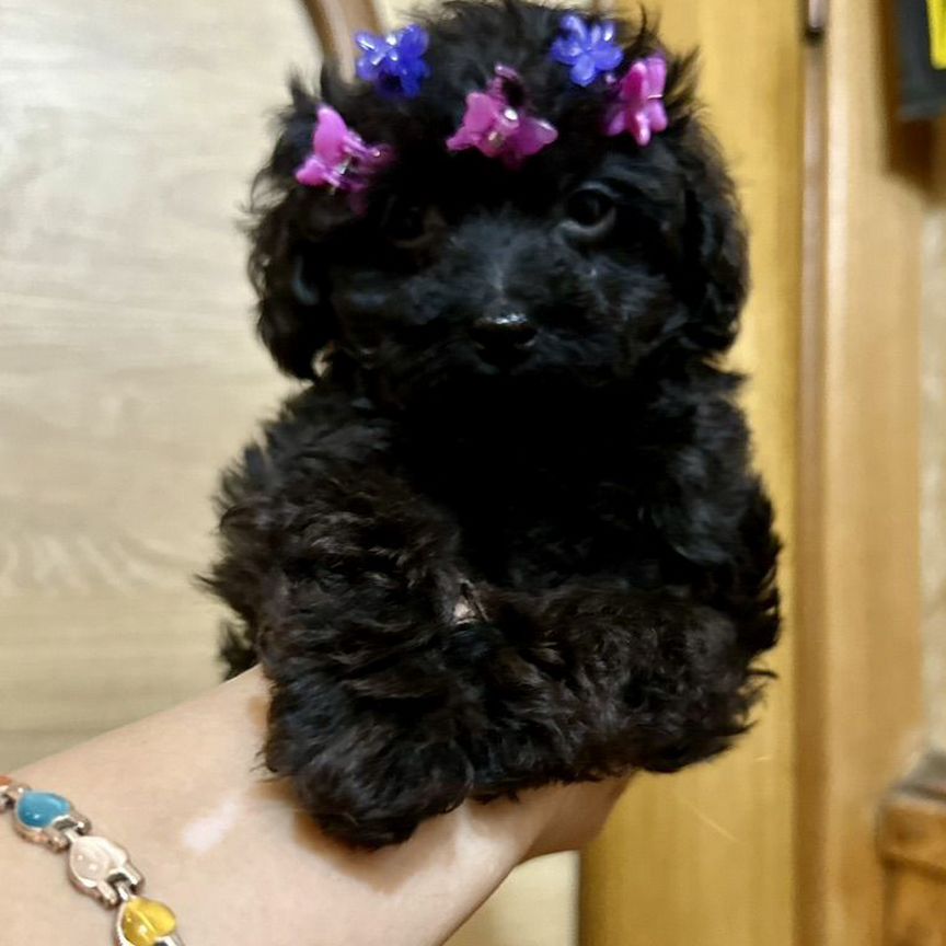 Тедди пудель Китай