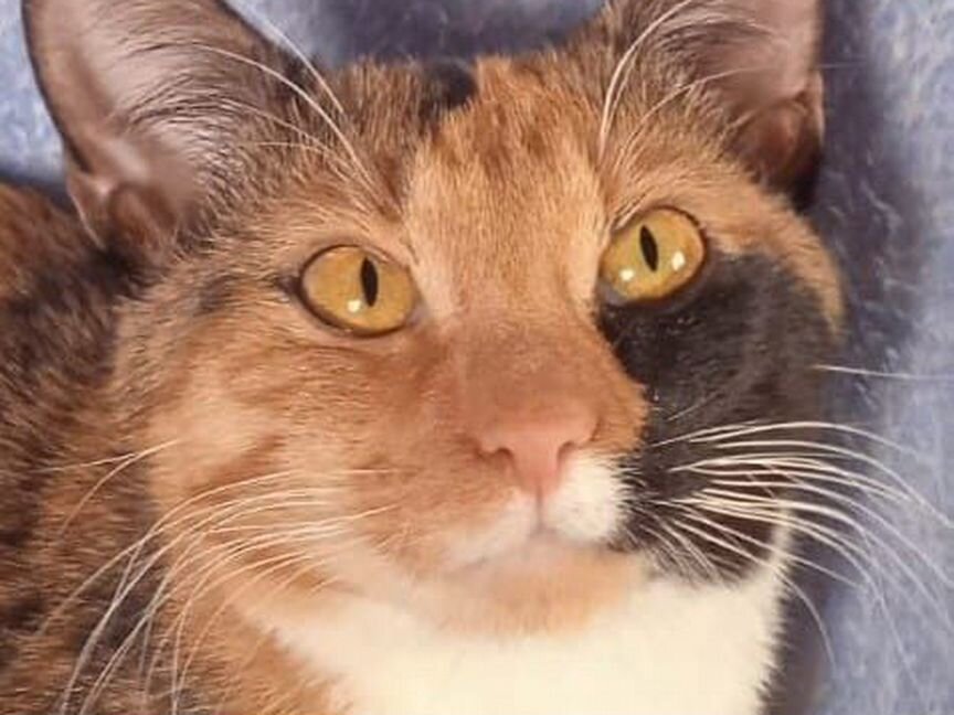 Кошка чудом выжила