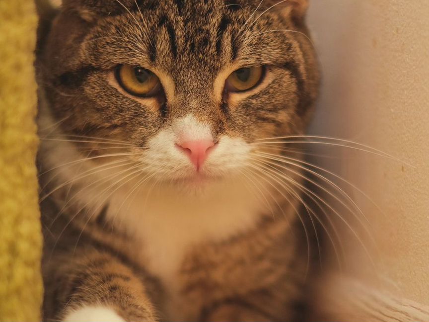 Кот Леша ищет друга