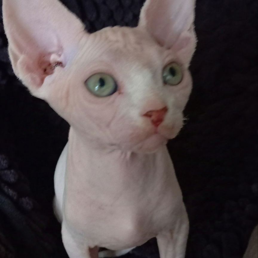 Чистокровный Канадский сфинкс Yogurt)