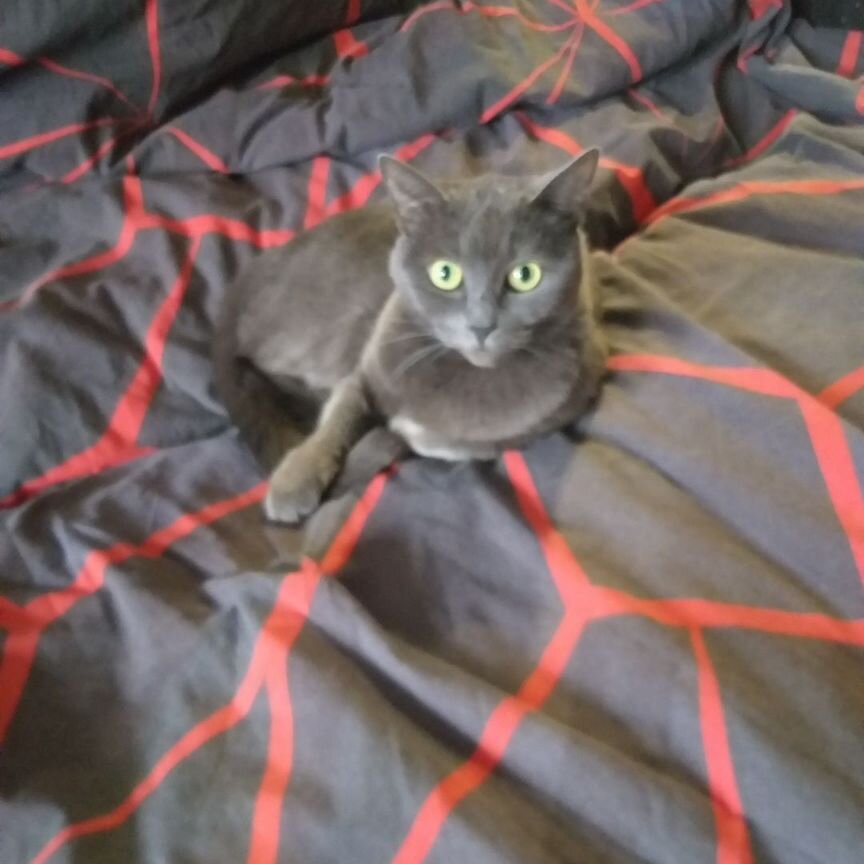 Кошки в добрые руки бесплатно