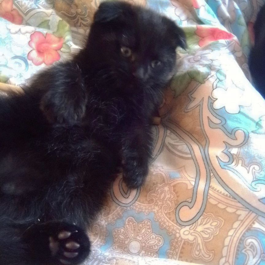 Котенок шотландка