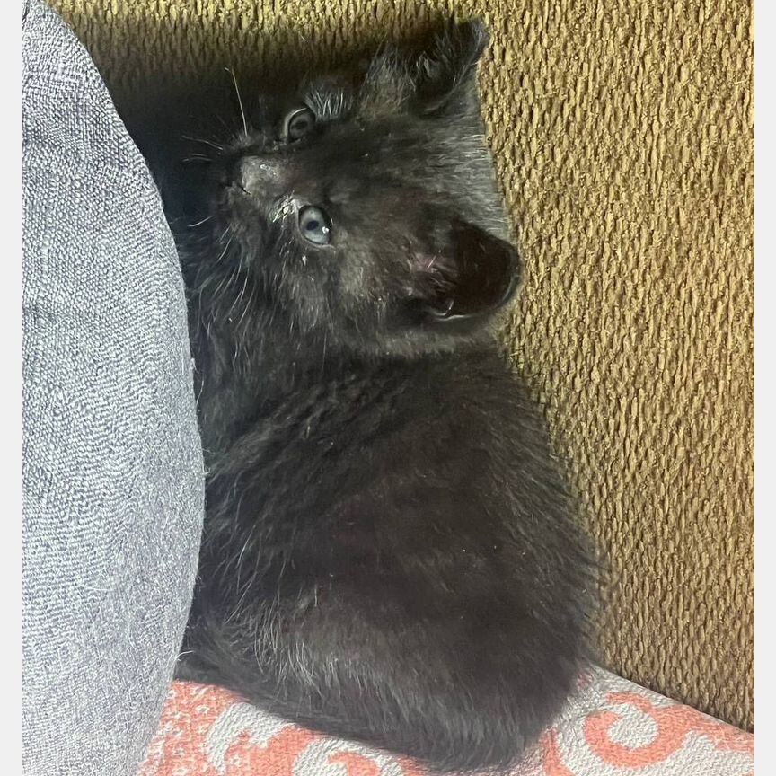 Милая кошечка в добрые руки